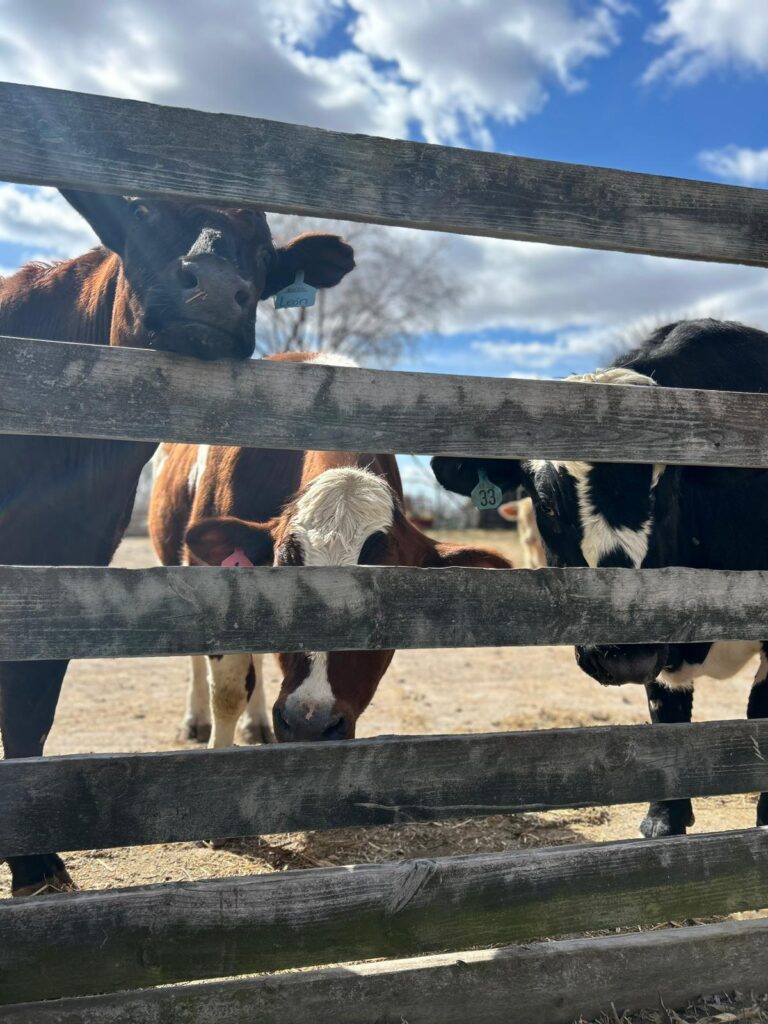 Blue Ribbon - Quality Meats