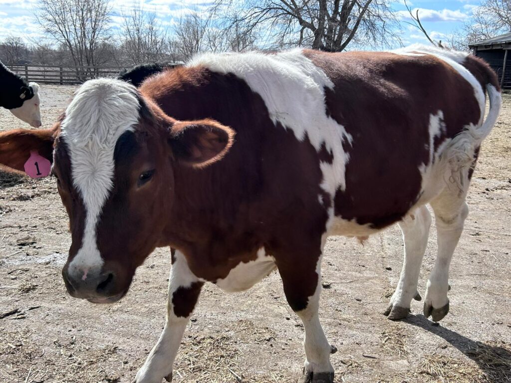 Blue Ribbon - Quality Meats